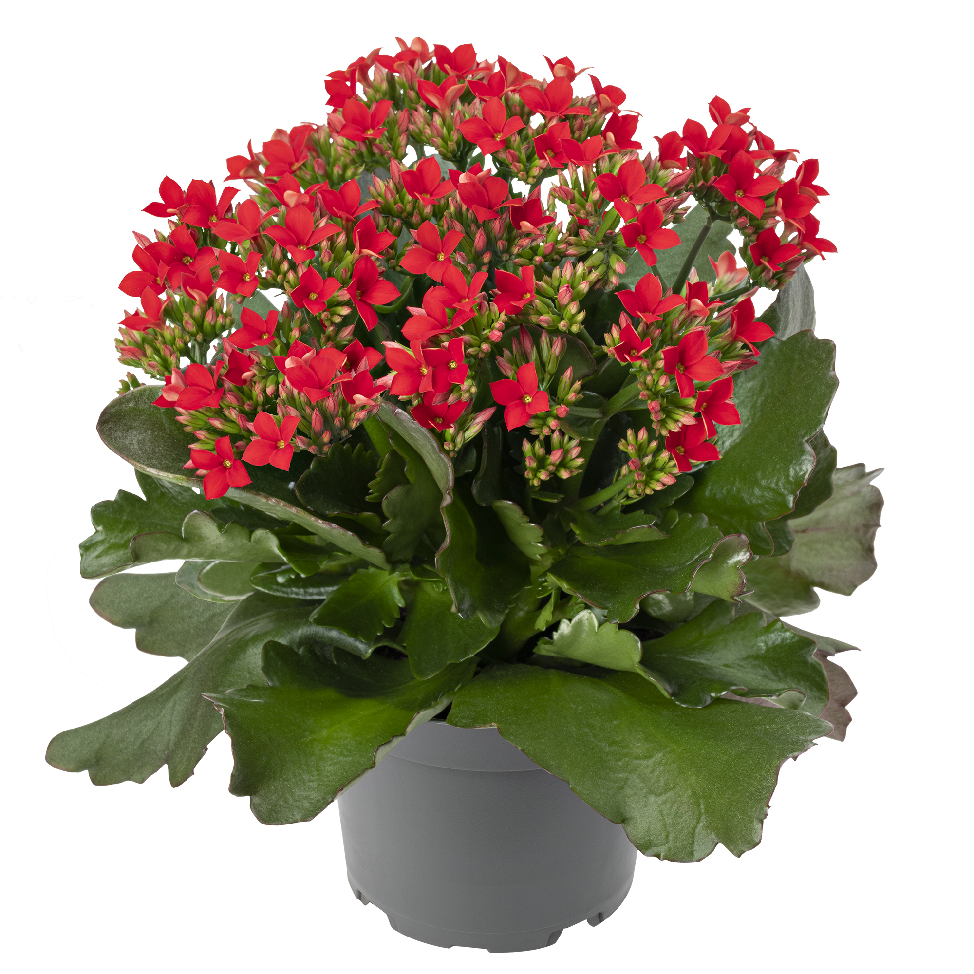 Queen® Genetics - Athena