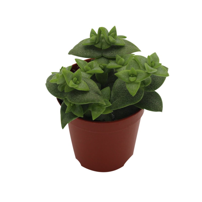 Queen® Genetics Crassula Perforata