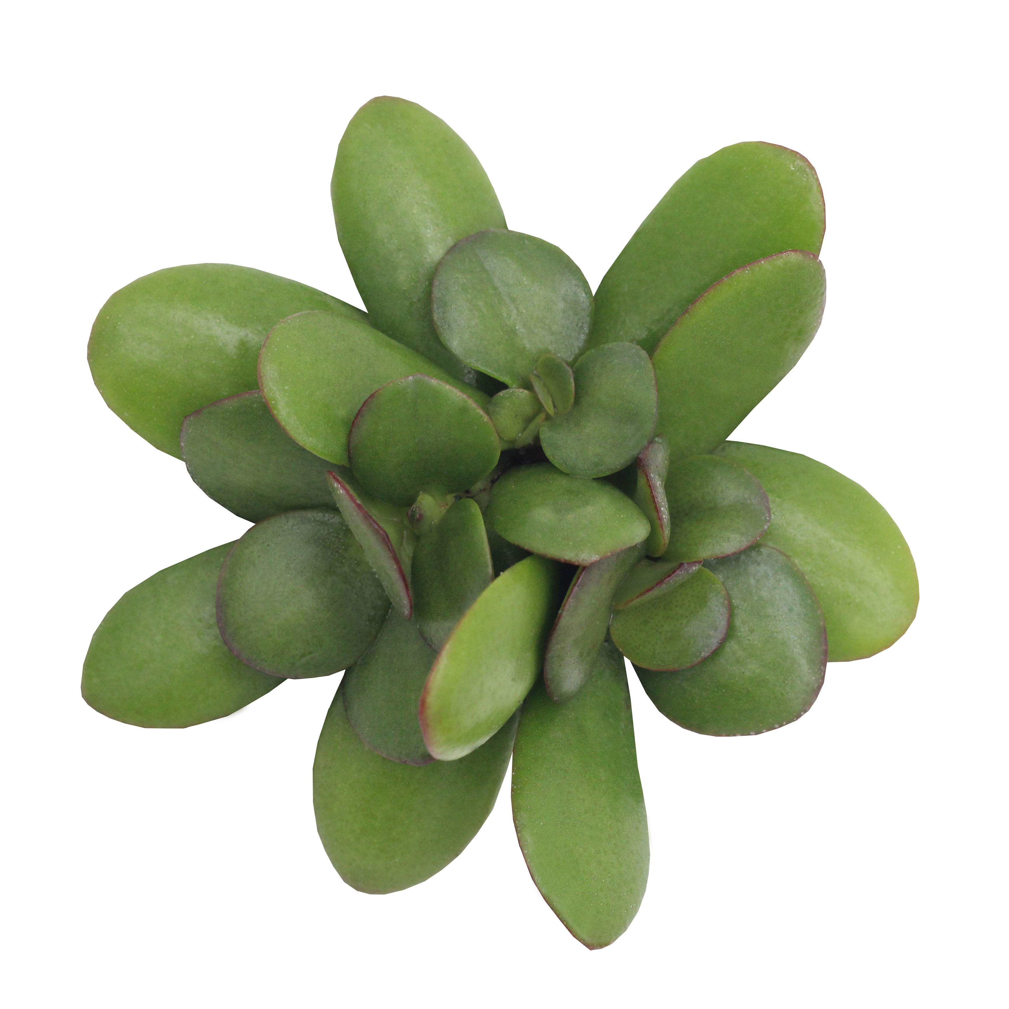 Queen® Genetics - Crassula ovata 'Compacta'