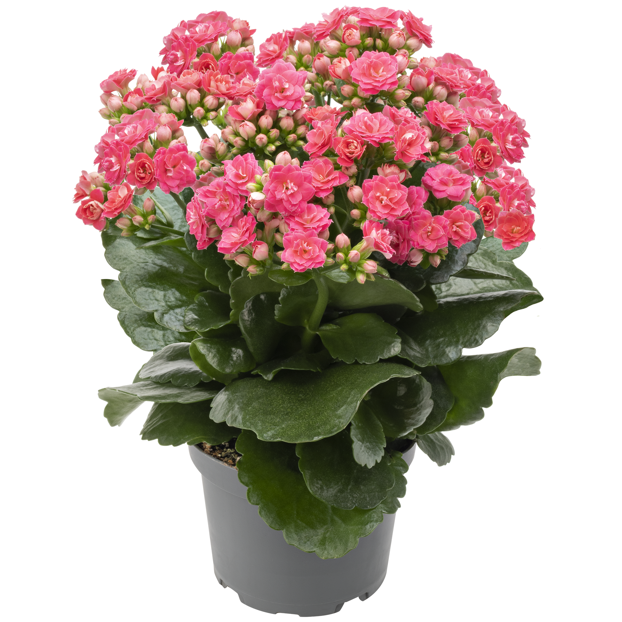 Queen® Genetics - Agathe