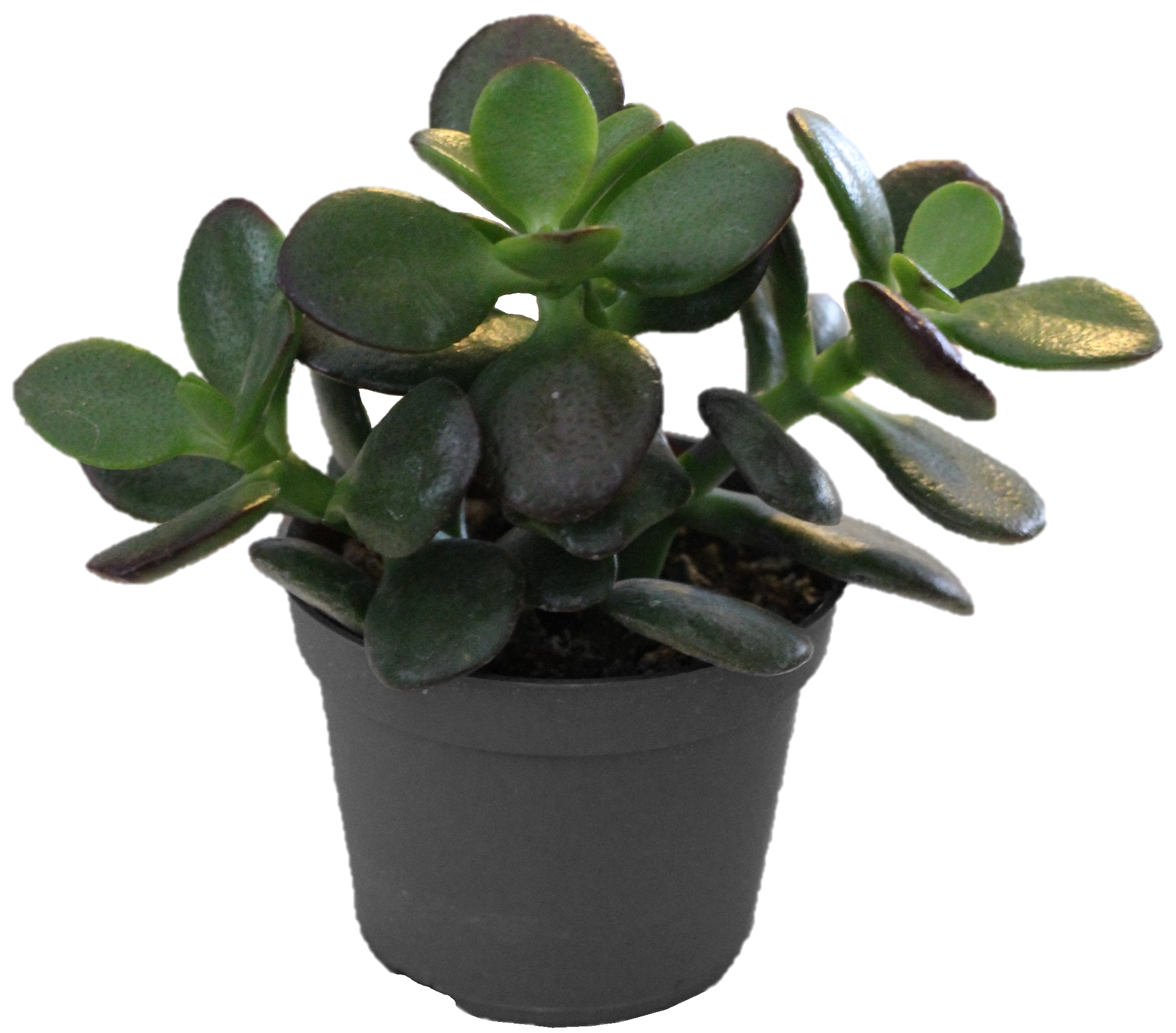 Queen® Genetics - Crassula ovata 'Minor'