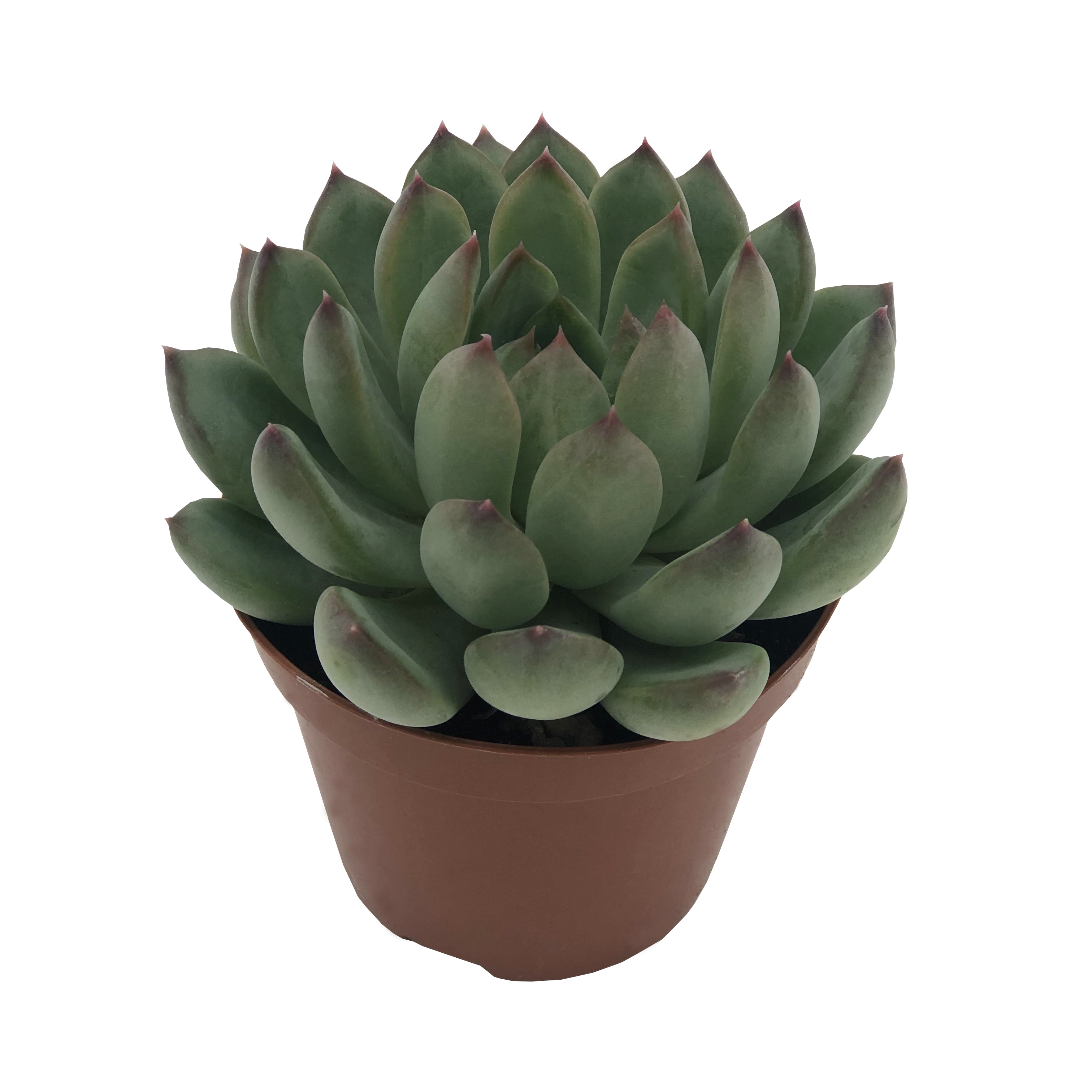 Queen® Genetics - Echeveria x Pachyphytum hybrid 'Riegel'