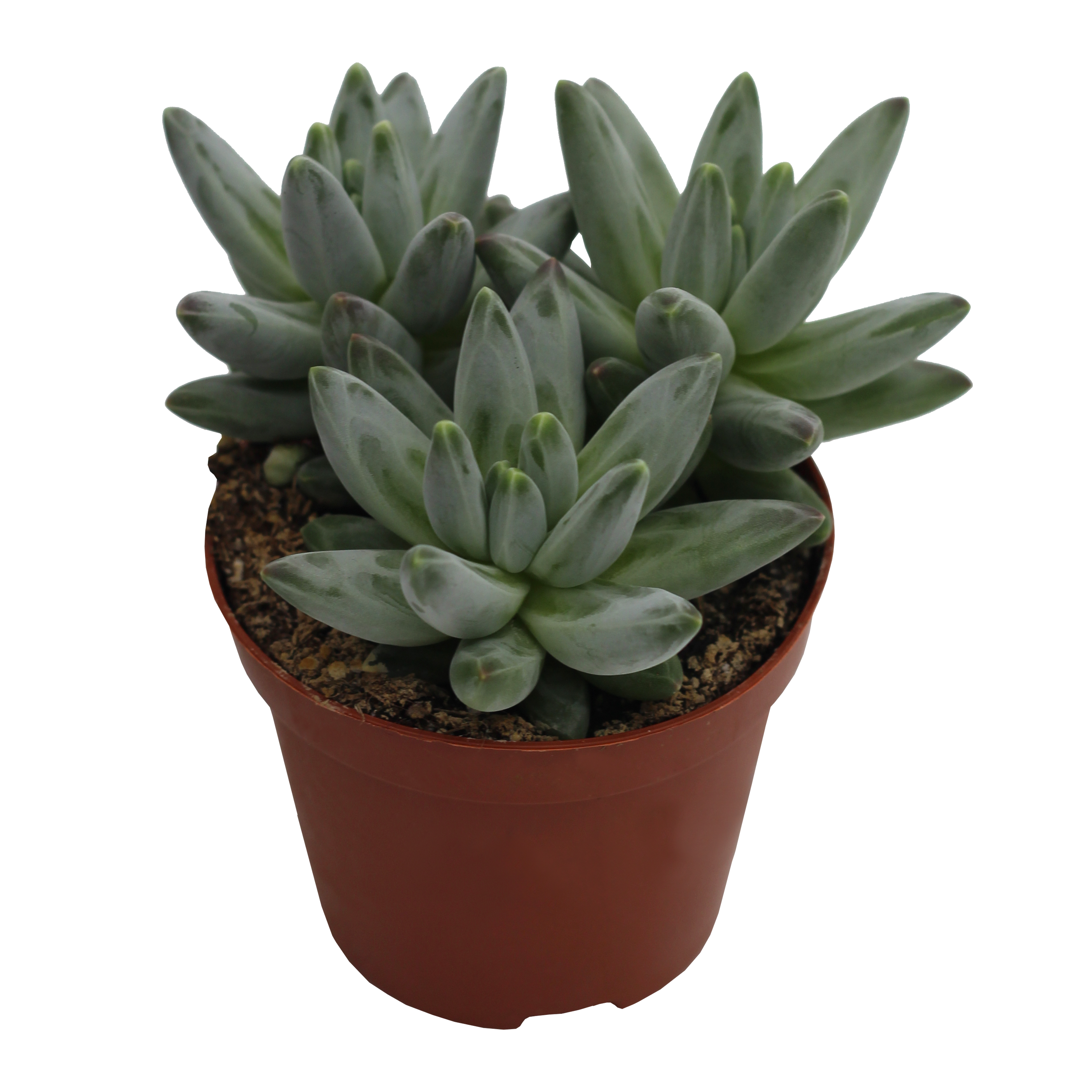 Queen® Genetics - Echeveria x Pachy. hybrid 'Propus'