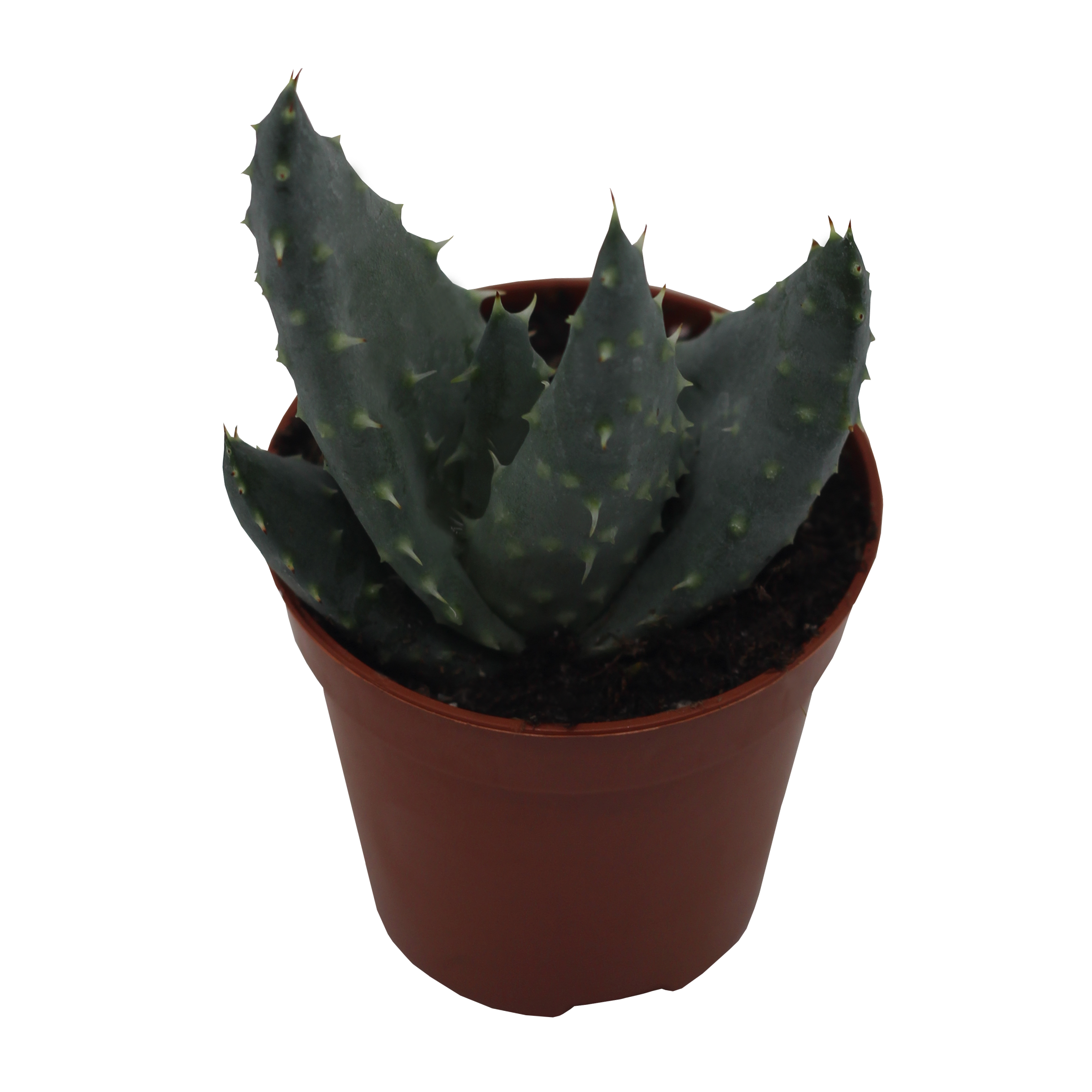 Queen® Genetics - Aloe reitzii