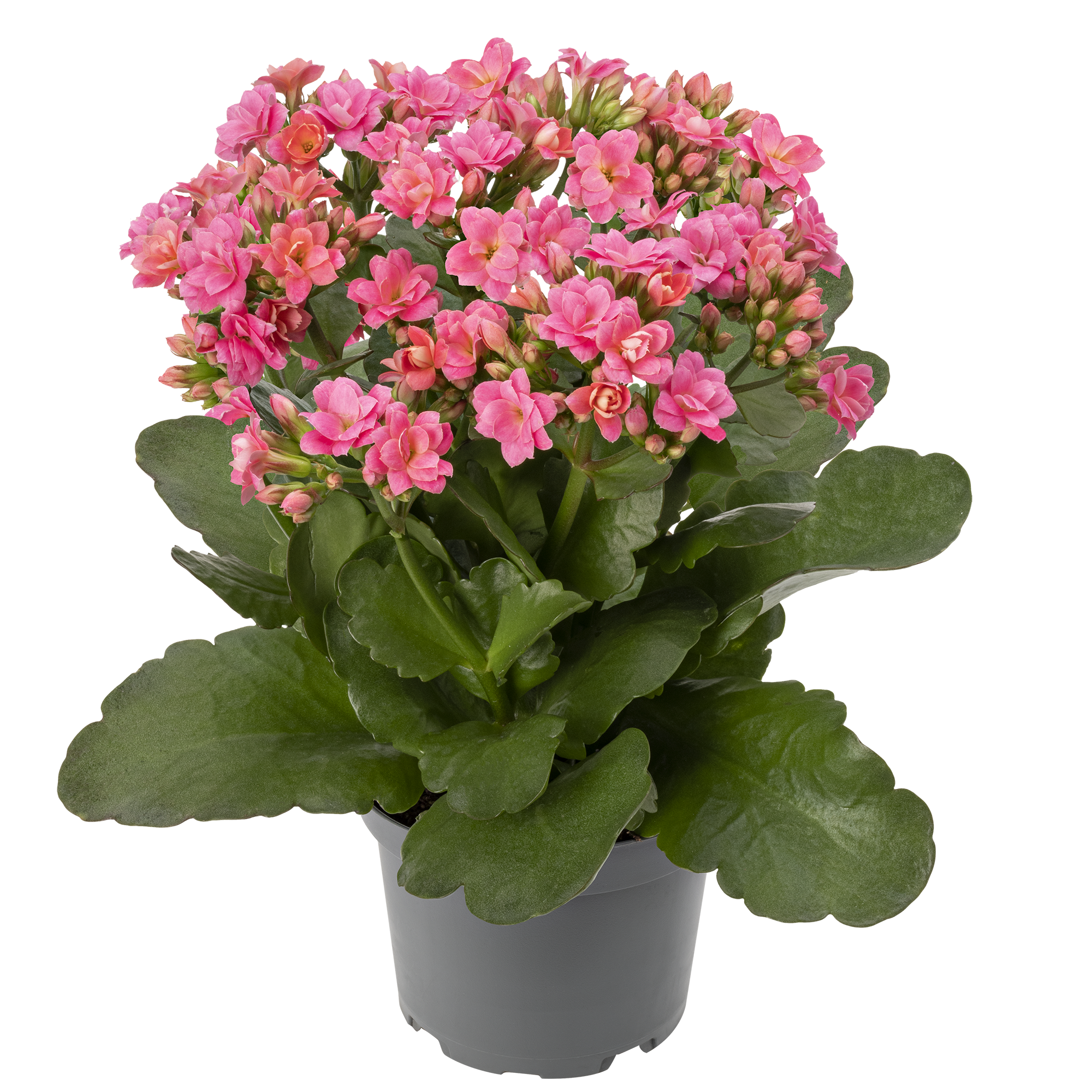 Queen® Genetics - Maliah