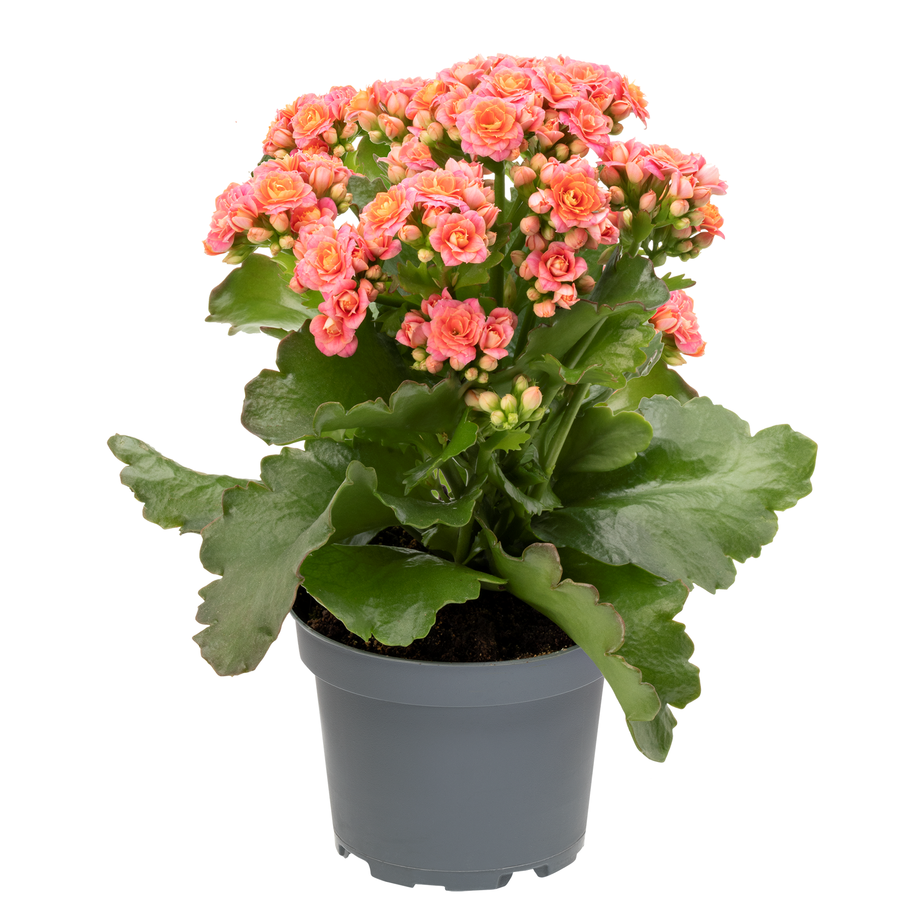 Queen® Genetics - Penelope