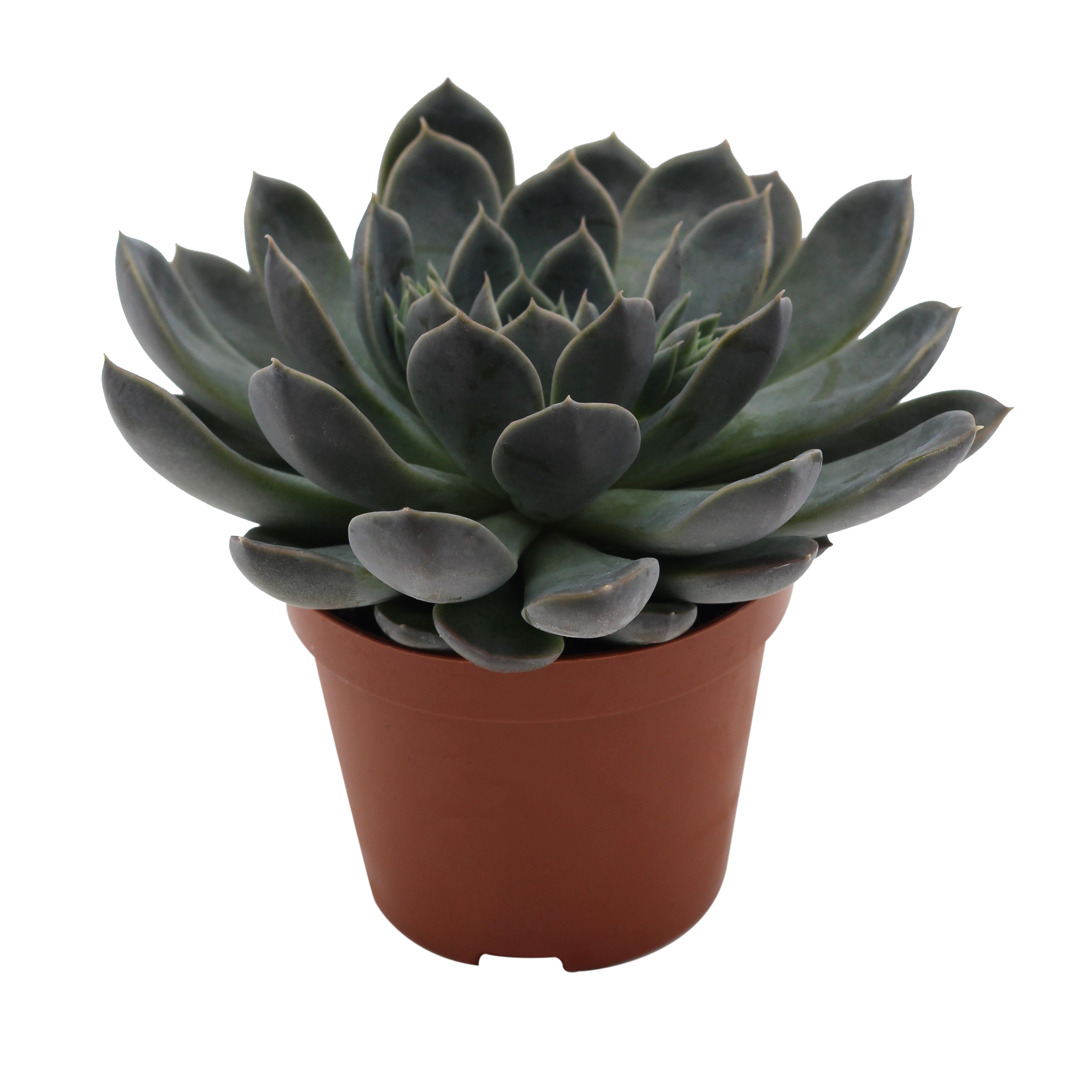 Queen® Genetics - Echeveria hybrid 'Zibal'