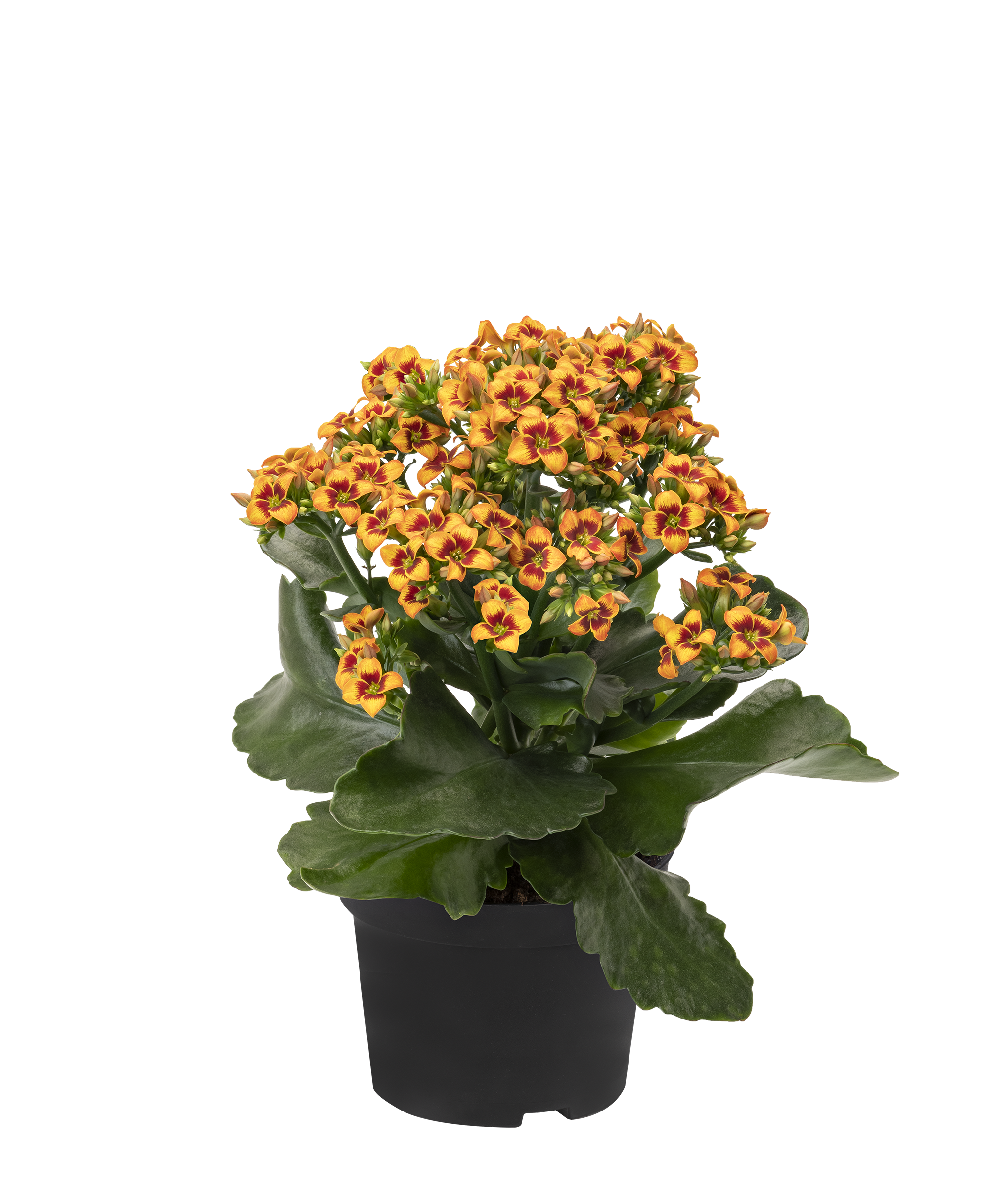 Queen® Genetics - Amari