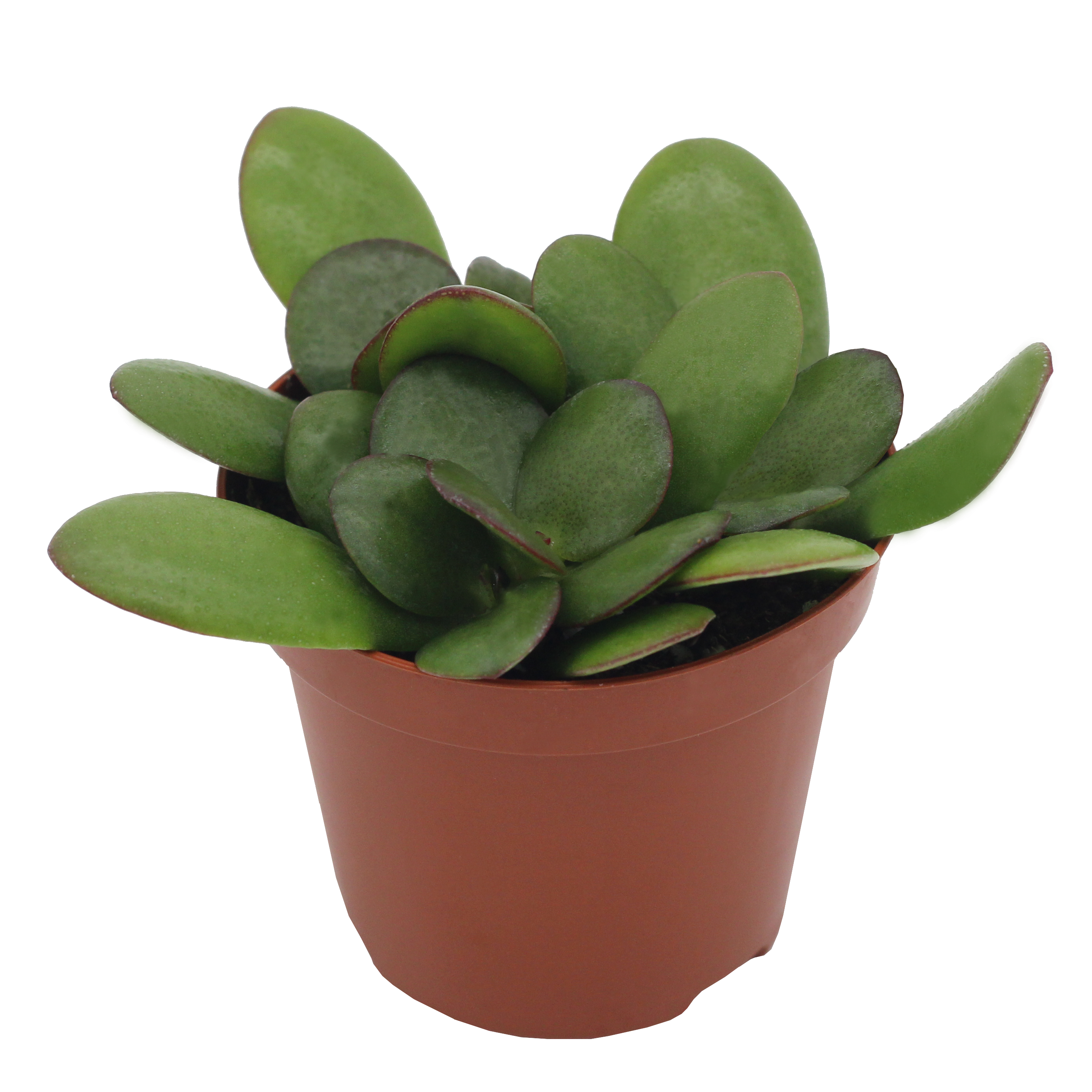 Queen® Genetics - Crassula ovata 'Compacta'