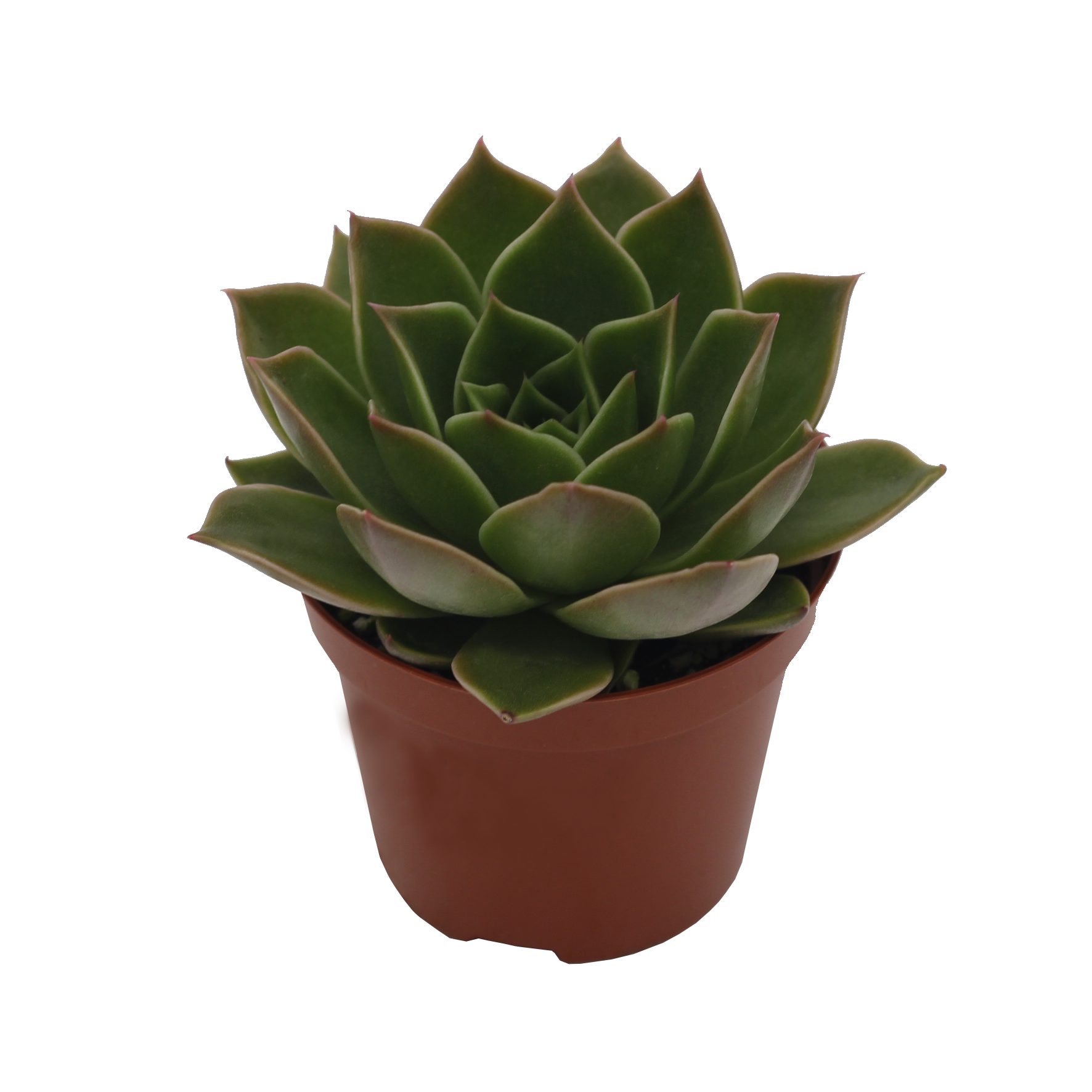 Queen® Genetics - Echeveria hybrid 'Algol'