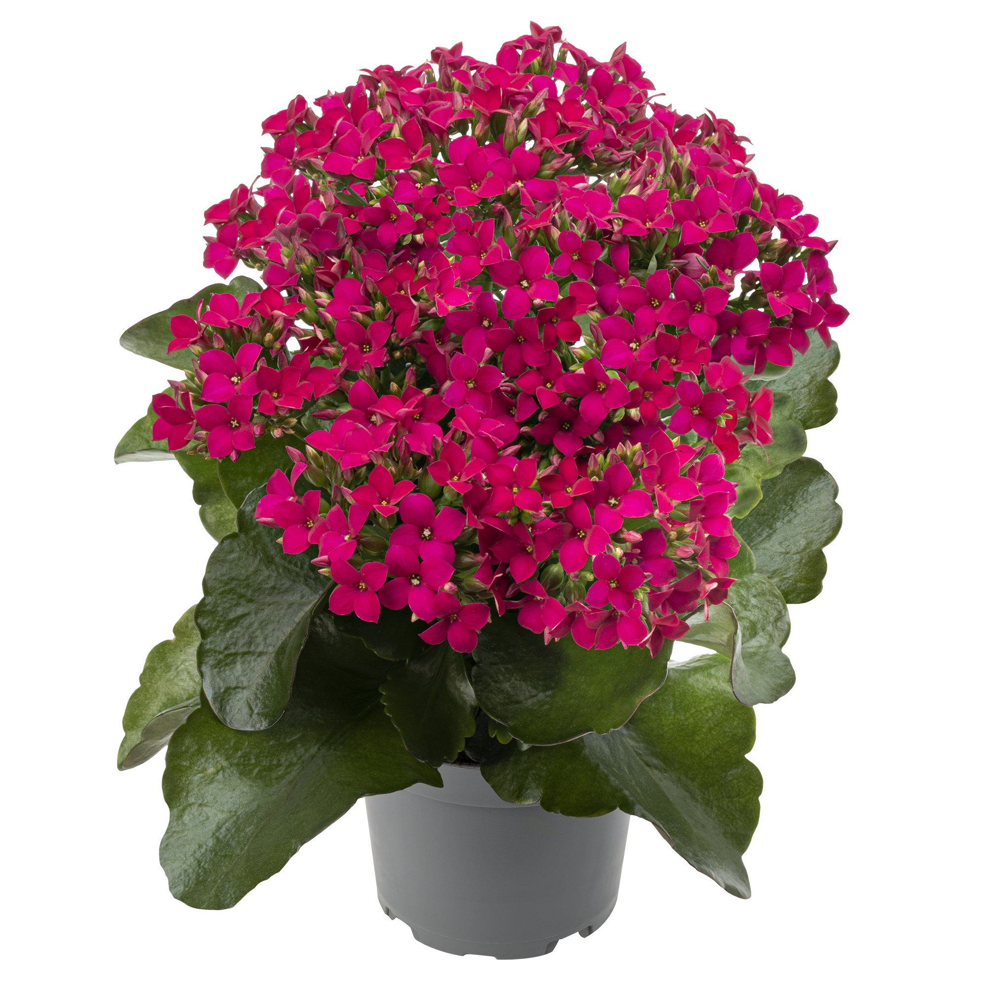 Queen® Genetics - Addison